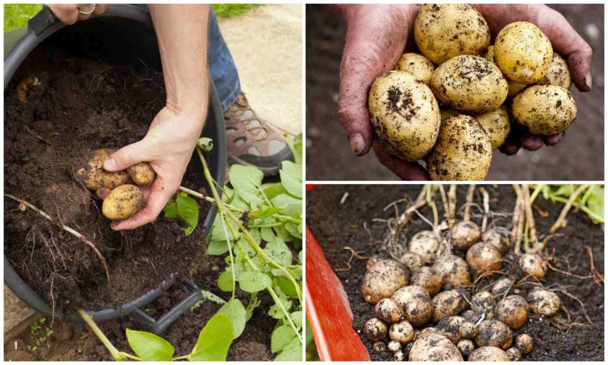 ഇങ്ങനെ ആണെങ്കിൽ ഉരുളക്കിഴങ്ങ് കൃഷി വീട്ടിലും ട്രൈ ചെയ്യാം , എന്തെളുപ്പം! ഉരുളക്കിഴങ്ങ് ...